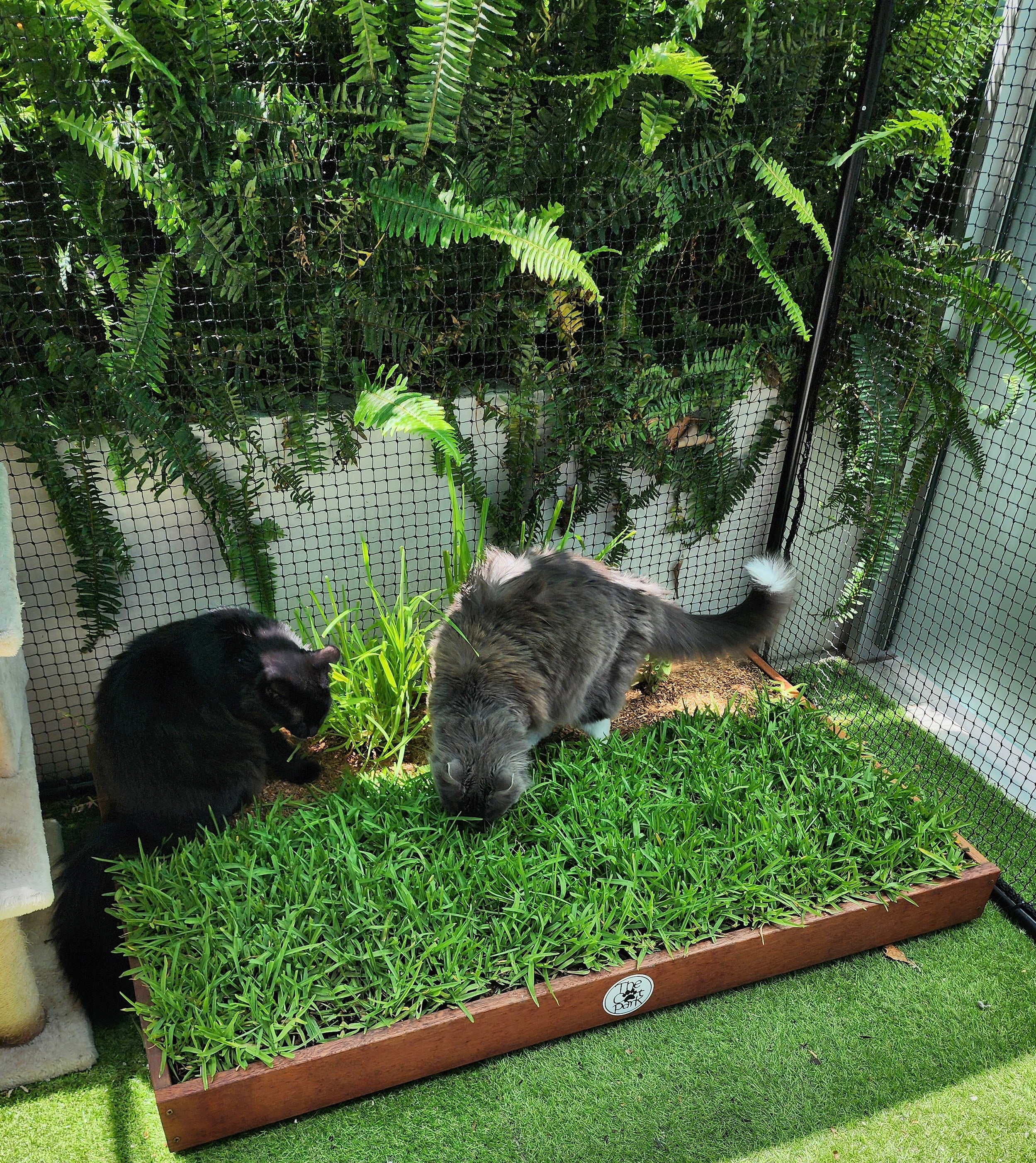 Cat Grass Catnip Cat Plants Gat Garden in a Box! | The Cat Park