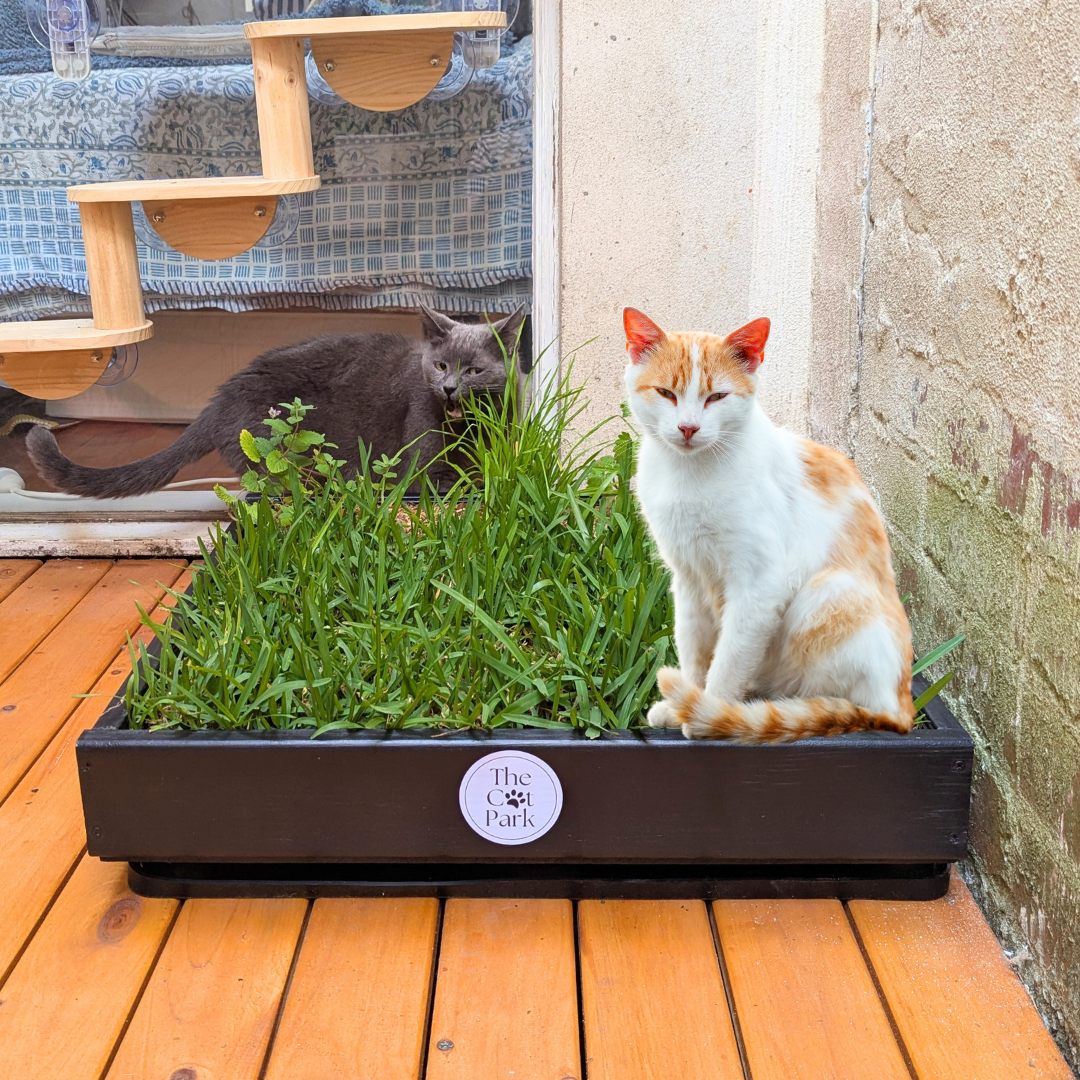 Black Cat Park | Australia's Only Real Cat Grass Garden | The Cat Park