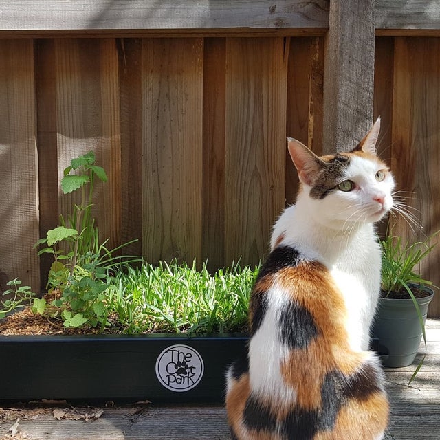 Cat Bed Cat Toy and Cat Scratcher | The Cat Park
